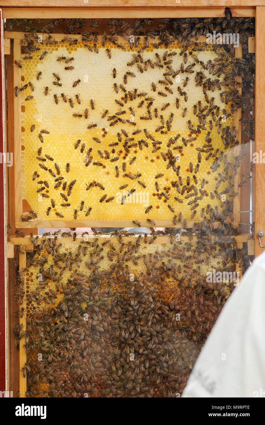 Beekeeping tourism hi-res stock photography and images - Alamy