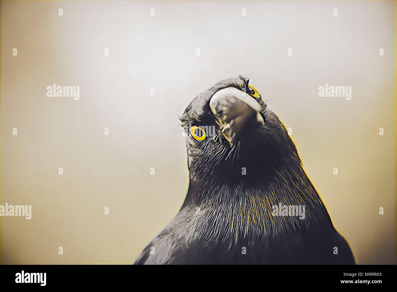 Australian bird Pied Currawong portrait painting Stock Photo - Alamy