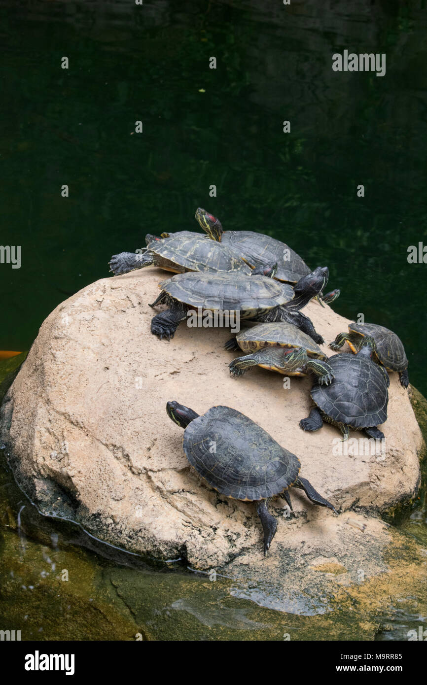 turtles Climbing up a rock Stock Photo - Alamy