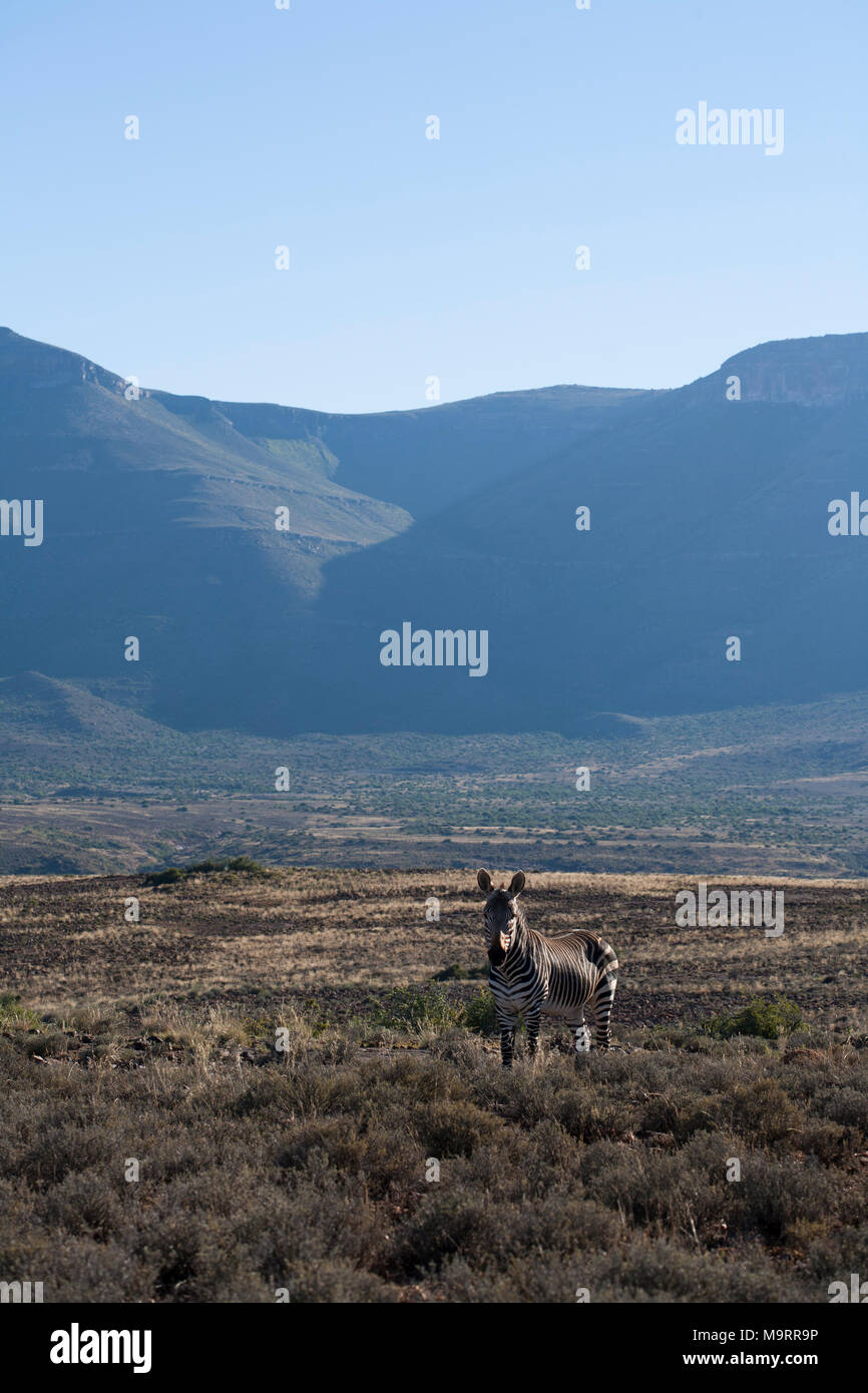 Karoo National Park High Resolution Stock Photography and Images - Alamy