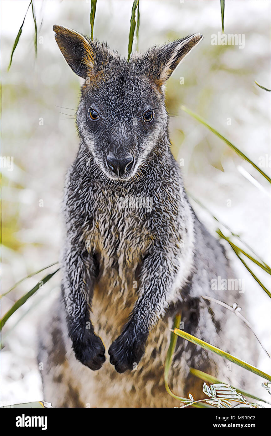 Drawing of Wallaby - native Australian marsupial illustration Stock ...