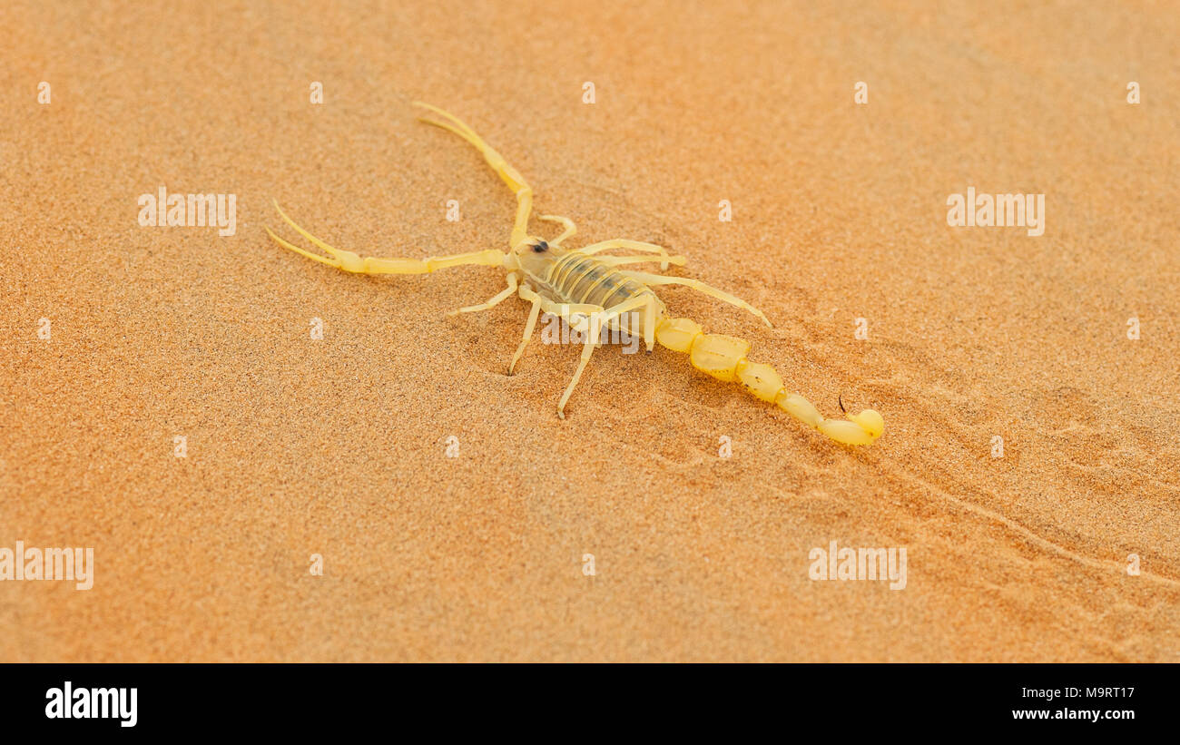 A highly venomous Arabian scorpion, Apistobuthus pterygocerus, leaving ...