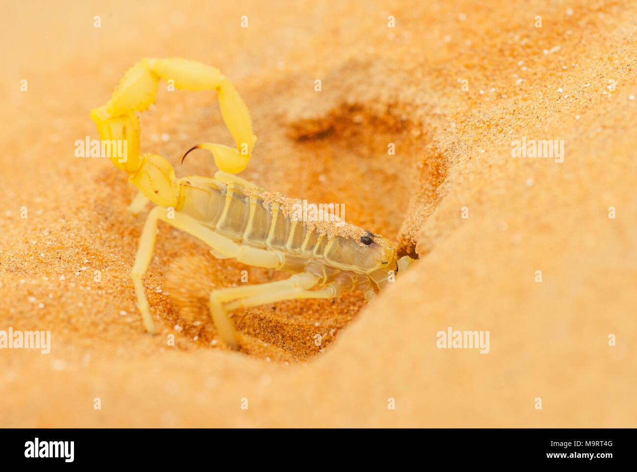 A highly venomous Arabian scorpion, Apistobuthus pterygocerus, digging ...