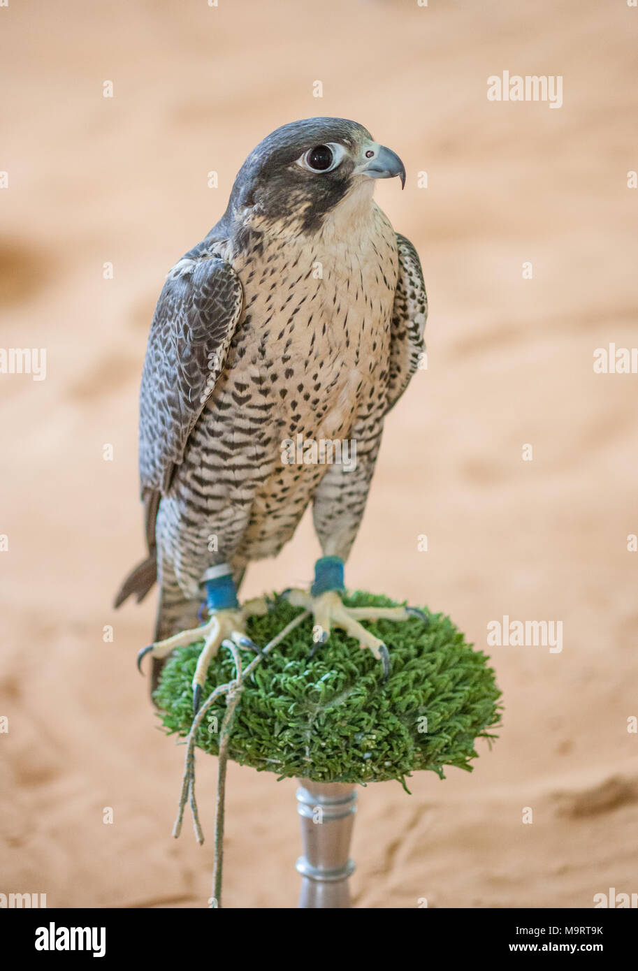 Abu dhabi falcon falconry hi-res stock photography and images - Alamy