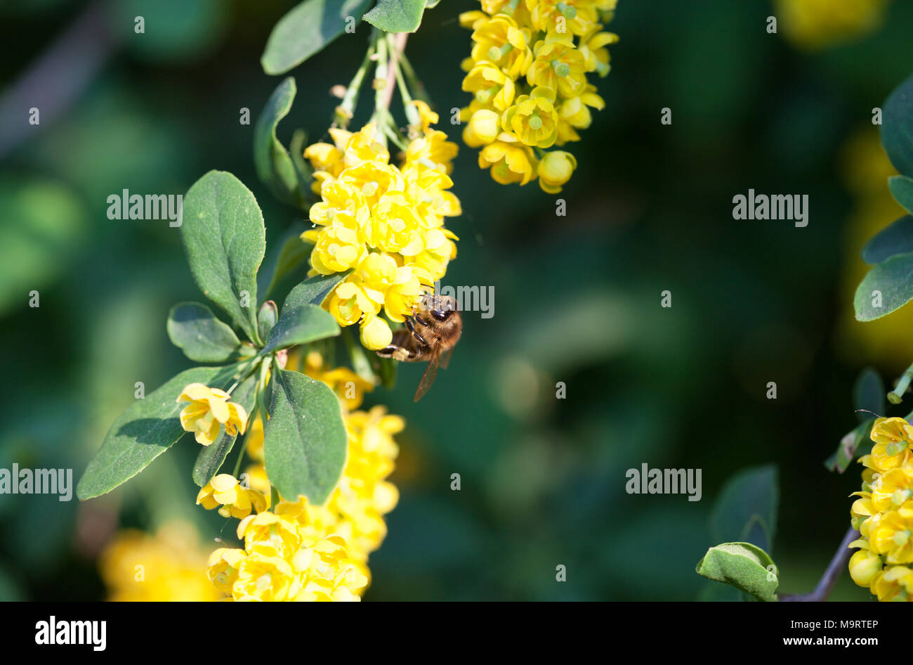 Acacia pest hi-res stock photography and images - Alamy
