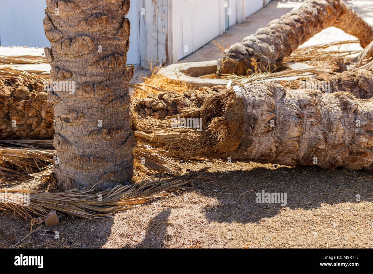Fallen palm tree on the ground. withered palm tree Stock Photo - Alamy