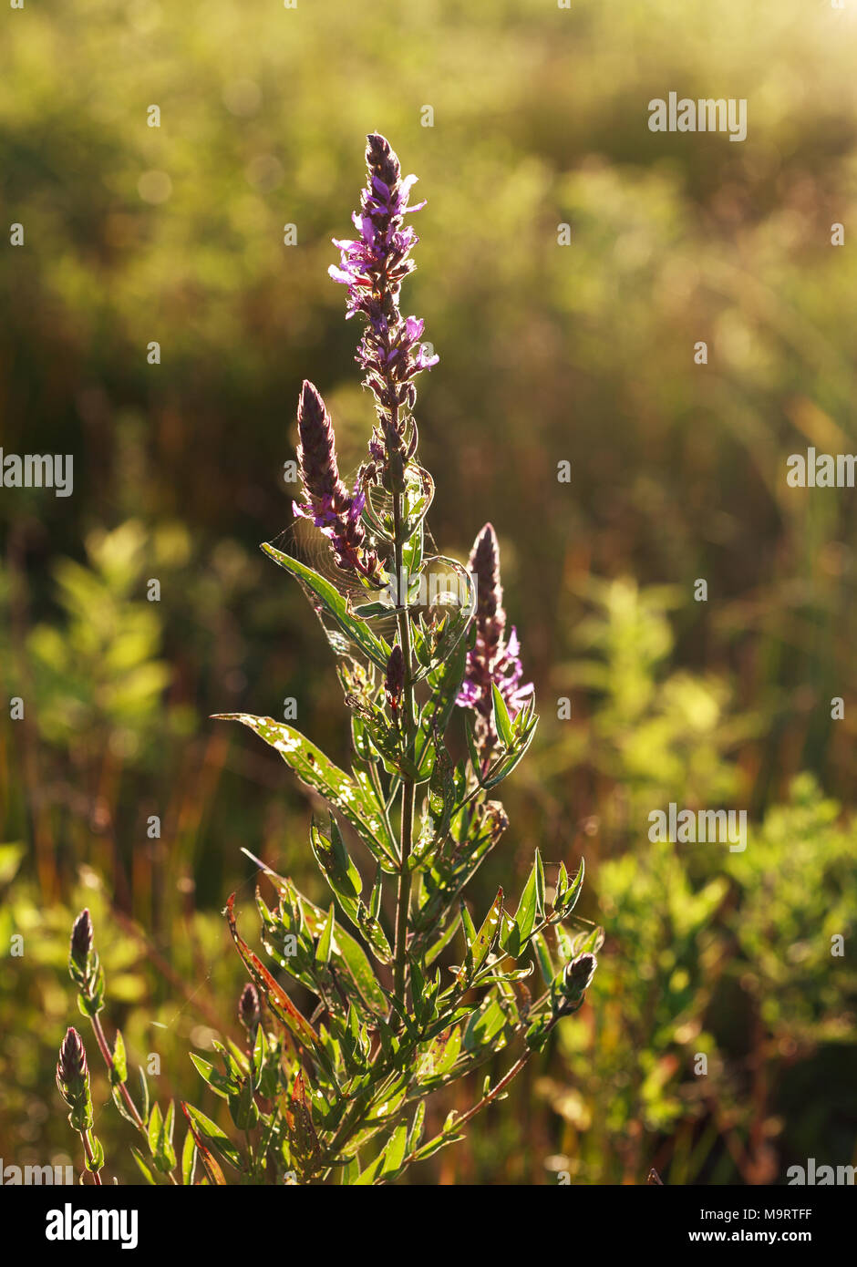 Wild Blue Vervain (Verbena Hastata) flower at sunset, selective focus ...