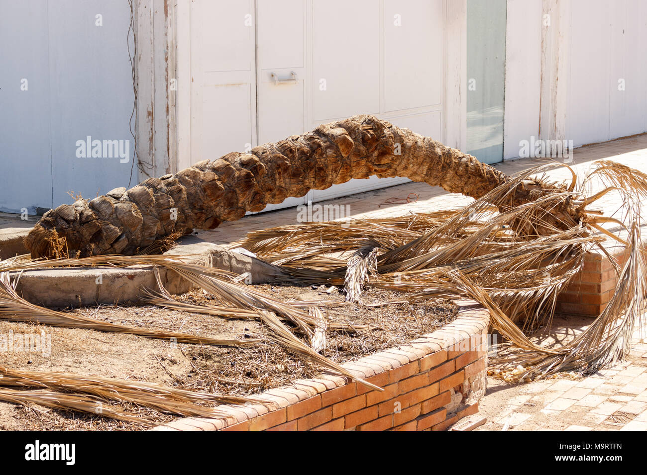 Fallen palm tree trunk hi-res stock photography and images - Alamy