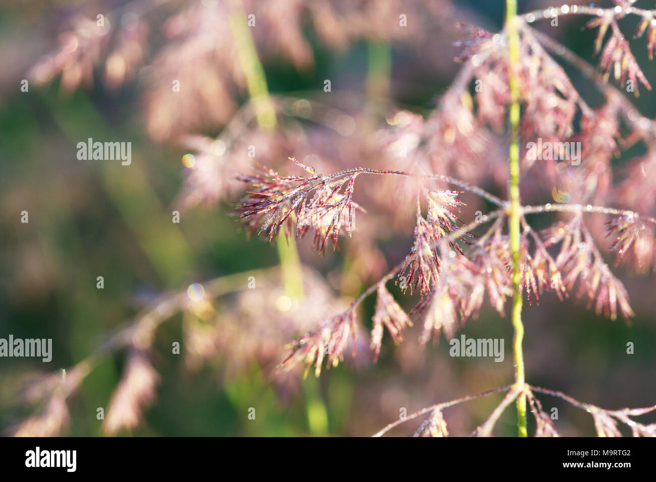 Bluegrass plant (Poa) with dew drops at dawn, selective focus on some ...