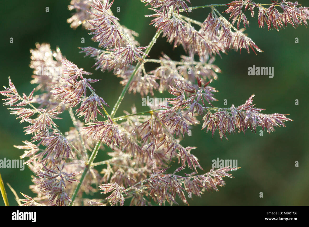 Bluegrass plant (Poa) with dew drops at dawn, selective focus on some ...