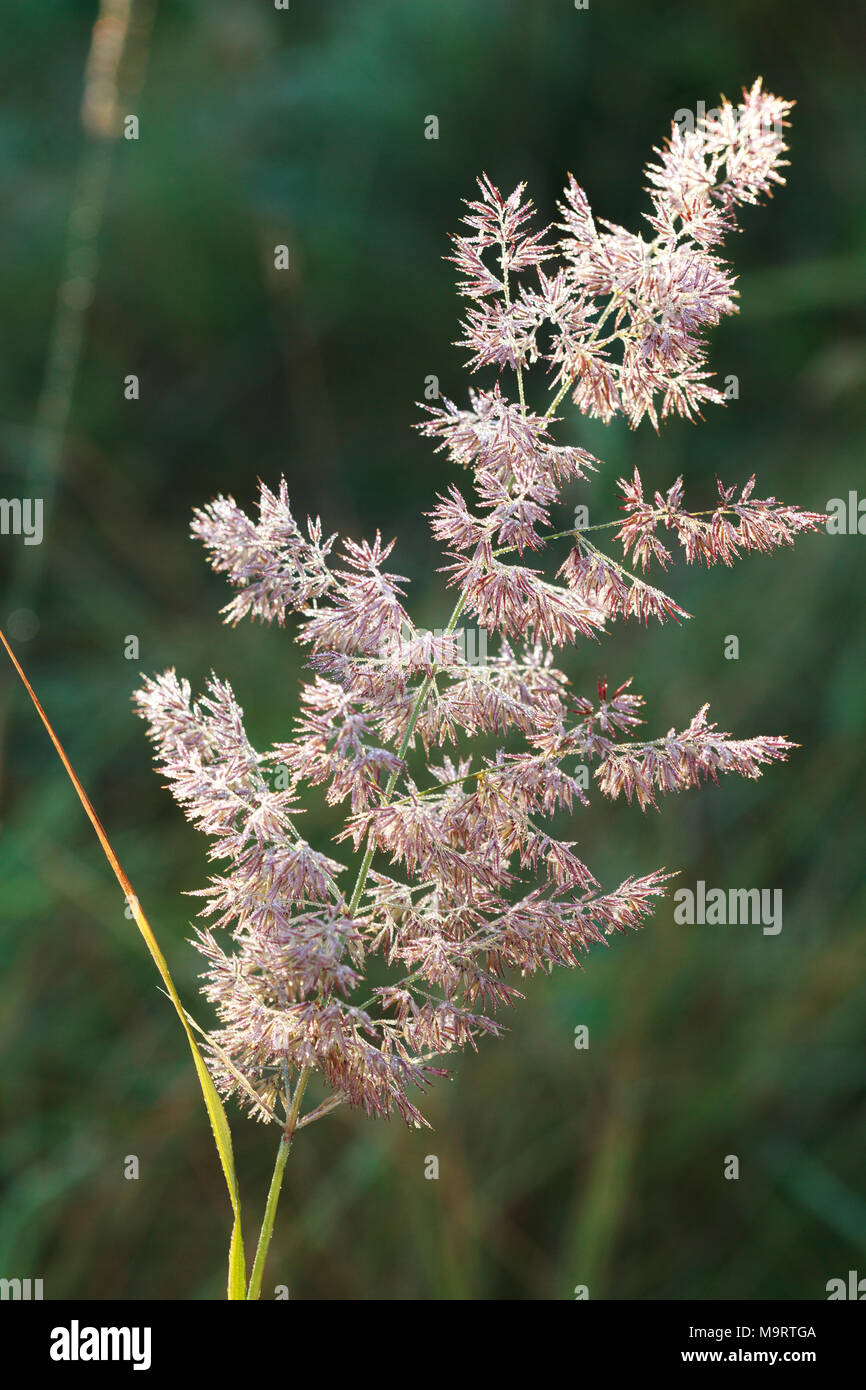 Bluegrass land hi-res stock photography and images - Alamy