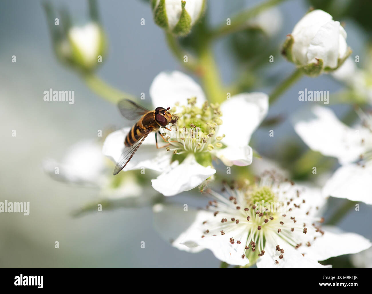 Raspberry wildflowers hi-res stock photography and images - Alamy