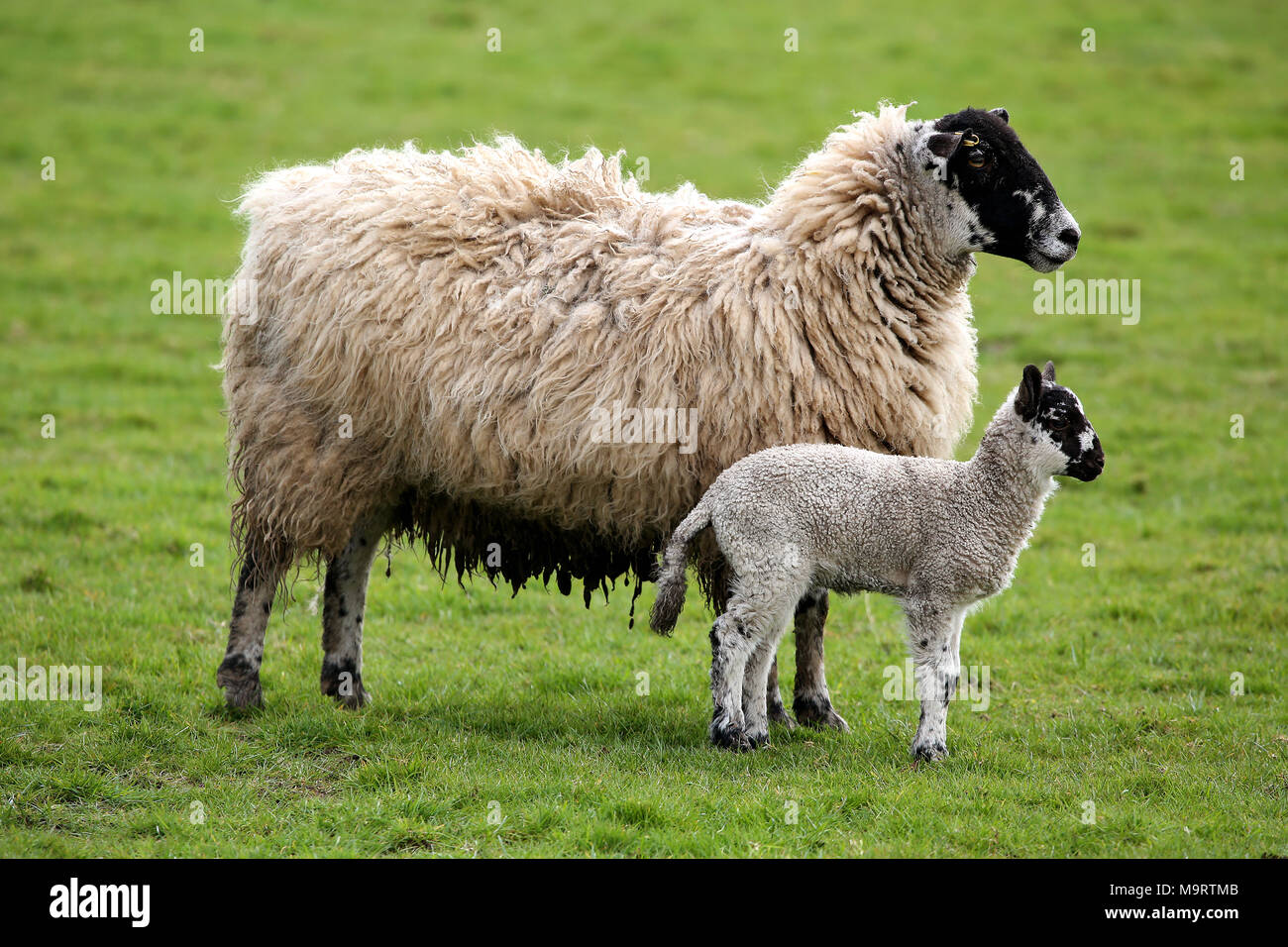 Fluffy sheep hi-res stock photography and images - Alamy
