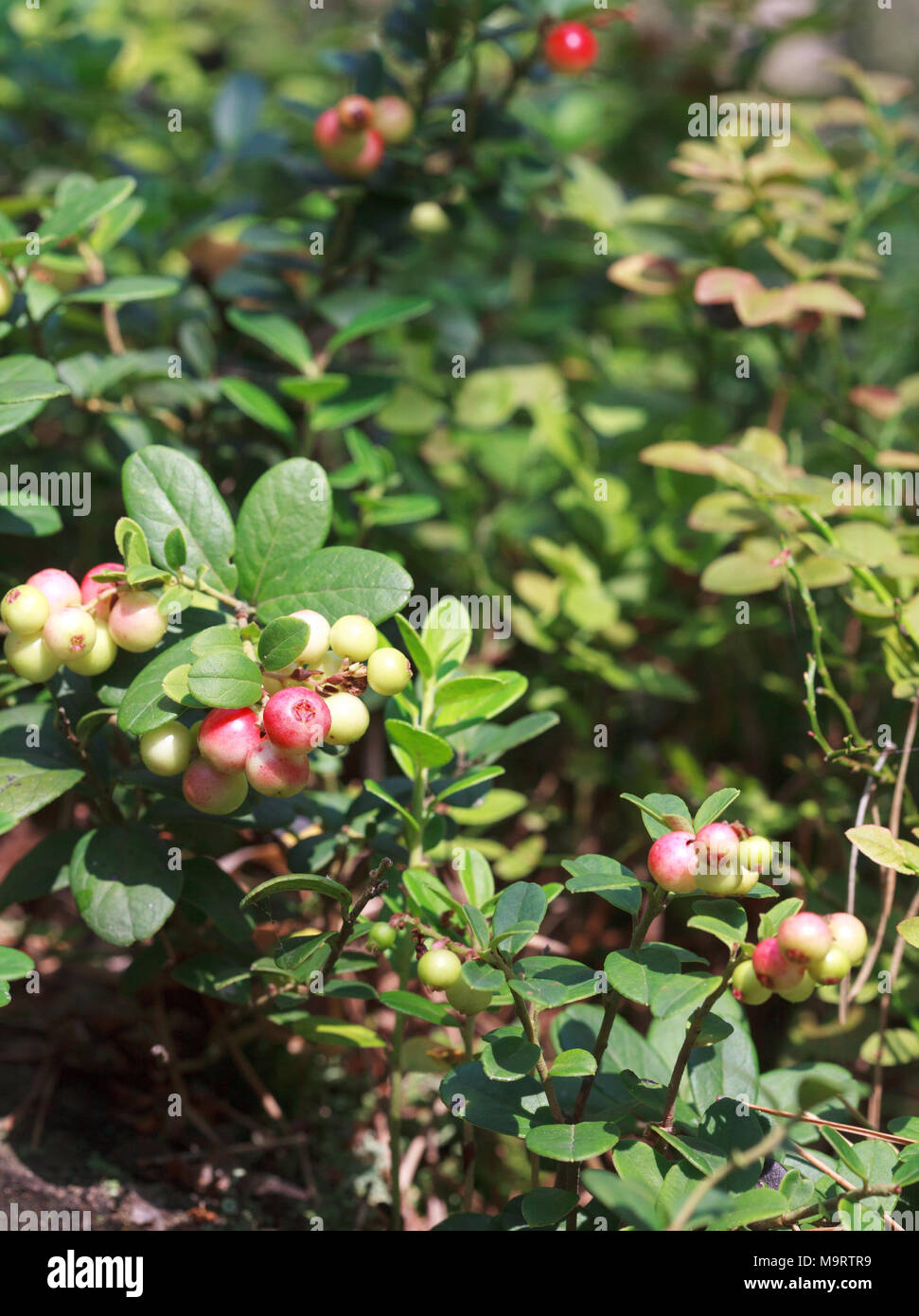 Unripe berry lingonberry (Vaccinium vitis-idaea) in the wild forest ...