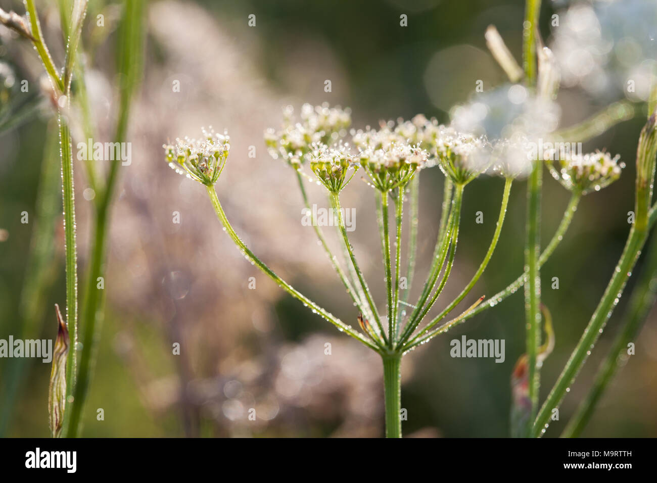 Yarrow plant (Achillea millefolium) at sunrise with drops of dew close ...