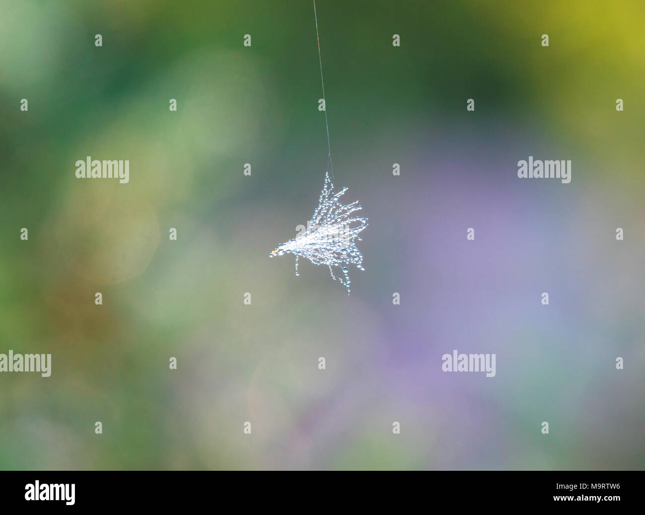 White inflorescence of dandelion with dew drops hanging on a string of ...