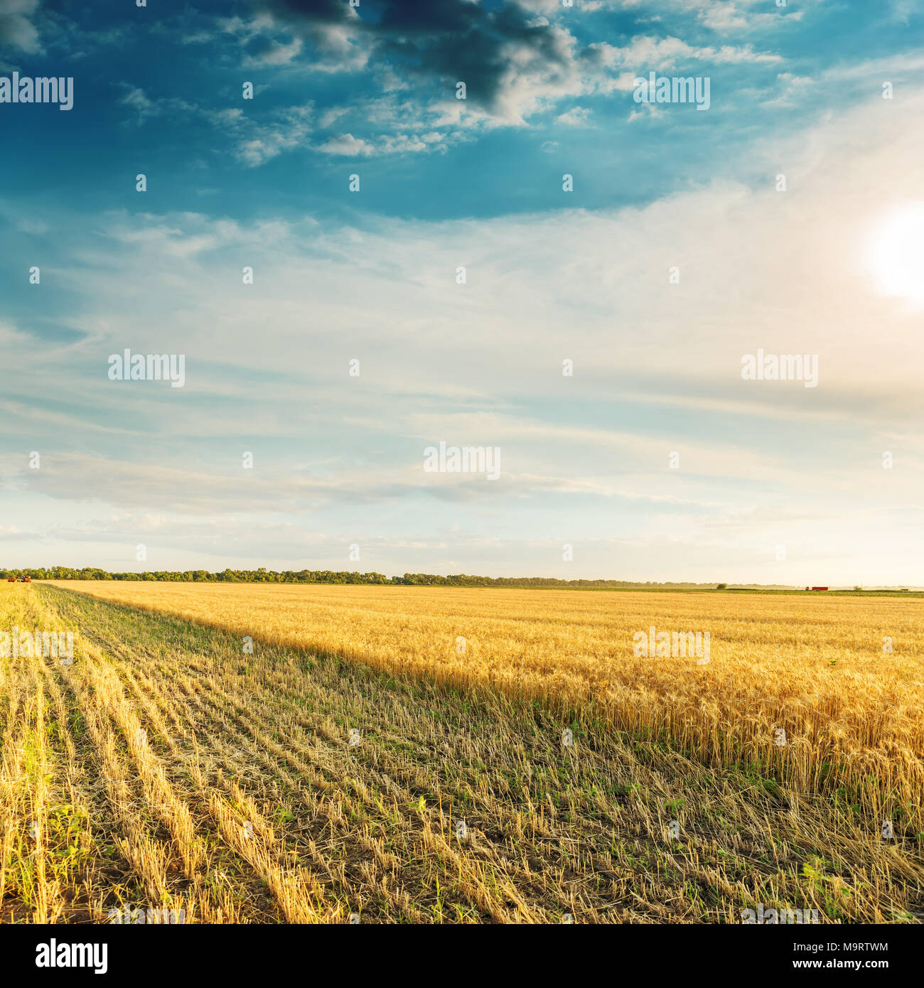 Golden harvesting field sunset hi-res stock photography and images - Alamy