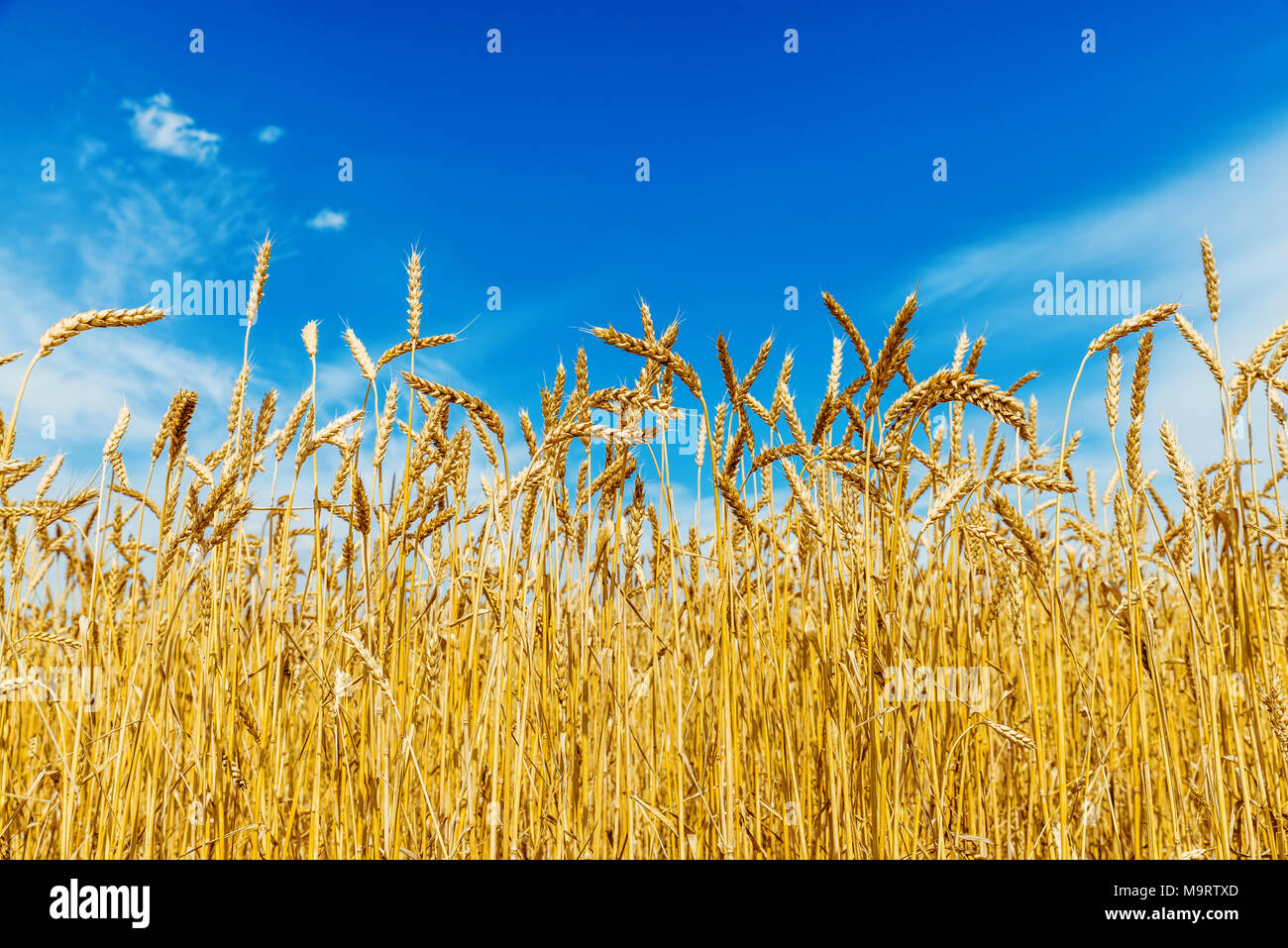 golden color wheat in field and blue sky Stock Photo - Alamy