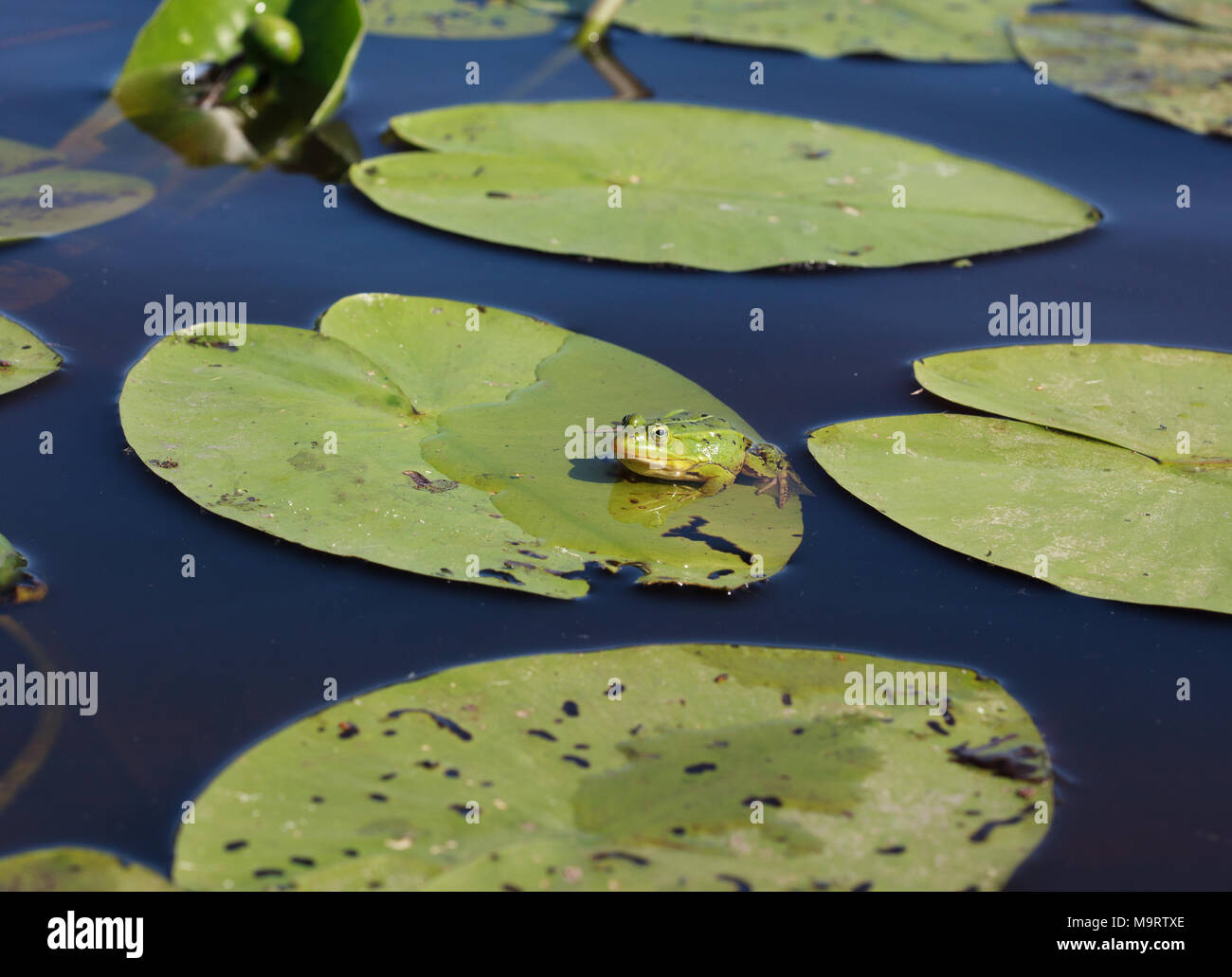 Head of green water frog (Rana lessonae) sitting on a leaf of ...