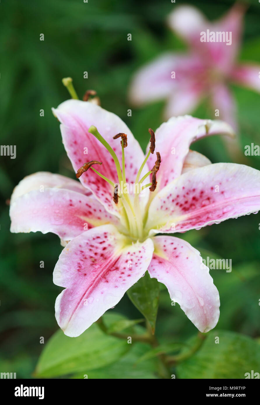 Acapulco lily lilium acapulco hi-res stock photography and images - Alamy