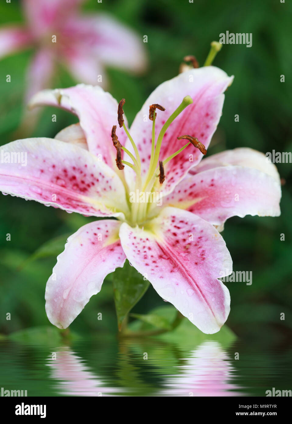 Acapulco lily lilium acapulco hi-res stock photography and images - Alamy