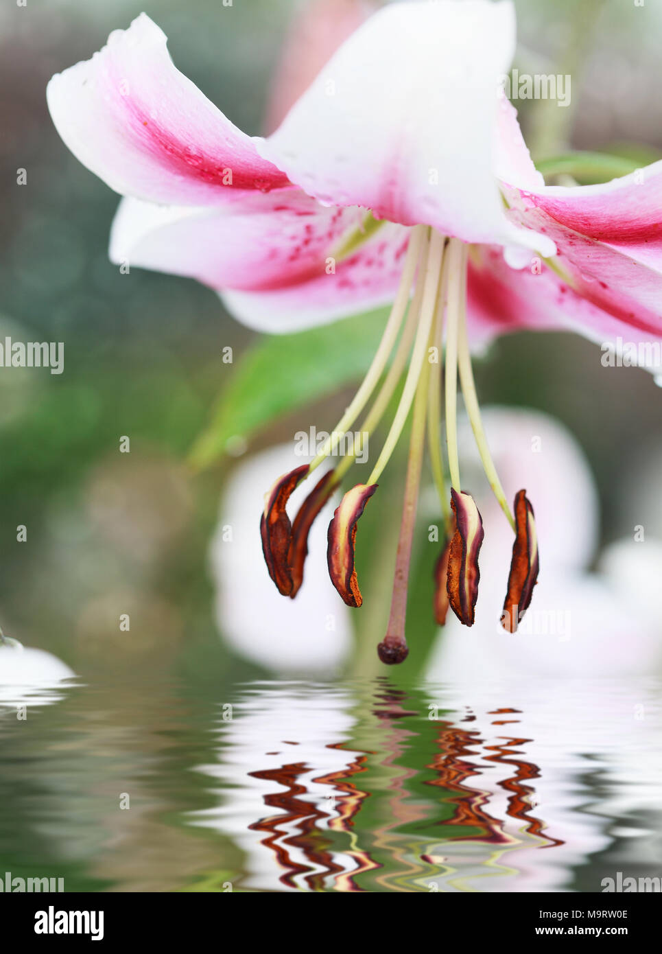 Acapulco lily lilium acapulco hi-res stock photography and images - Alamy