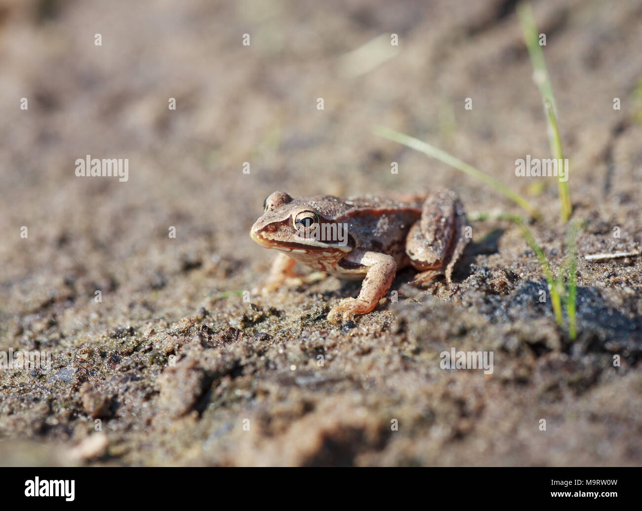 Common sand frog hi-res stock photography and images - Alamy