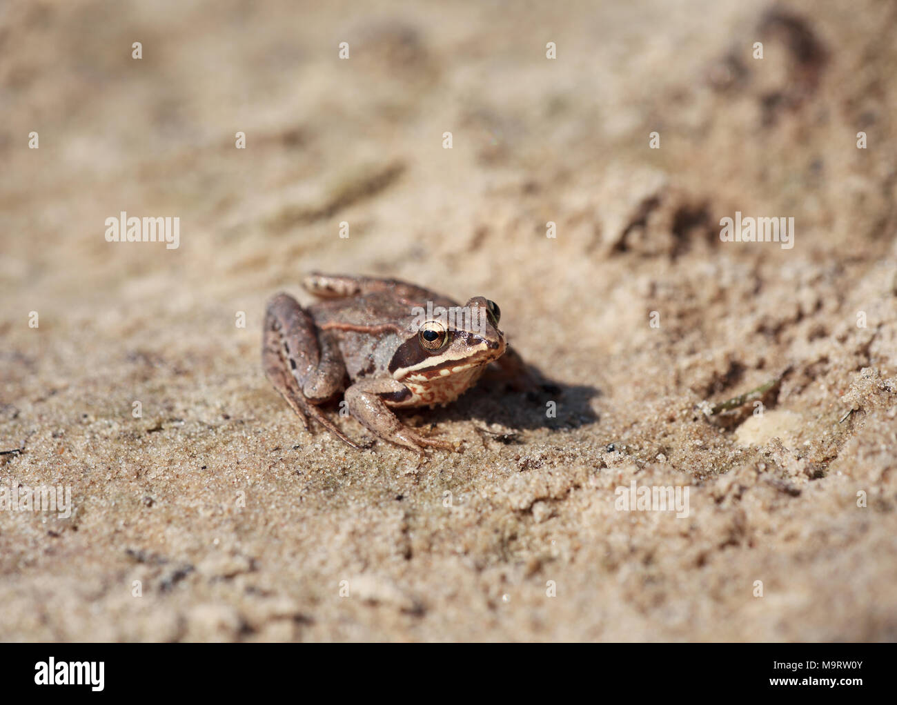 Common Sand Frog High Resolution Stock Photography and Images - Alamy