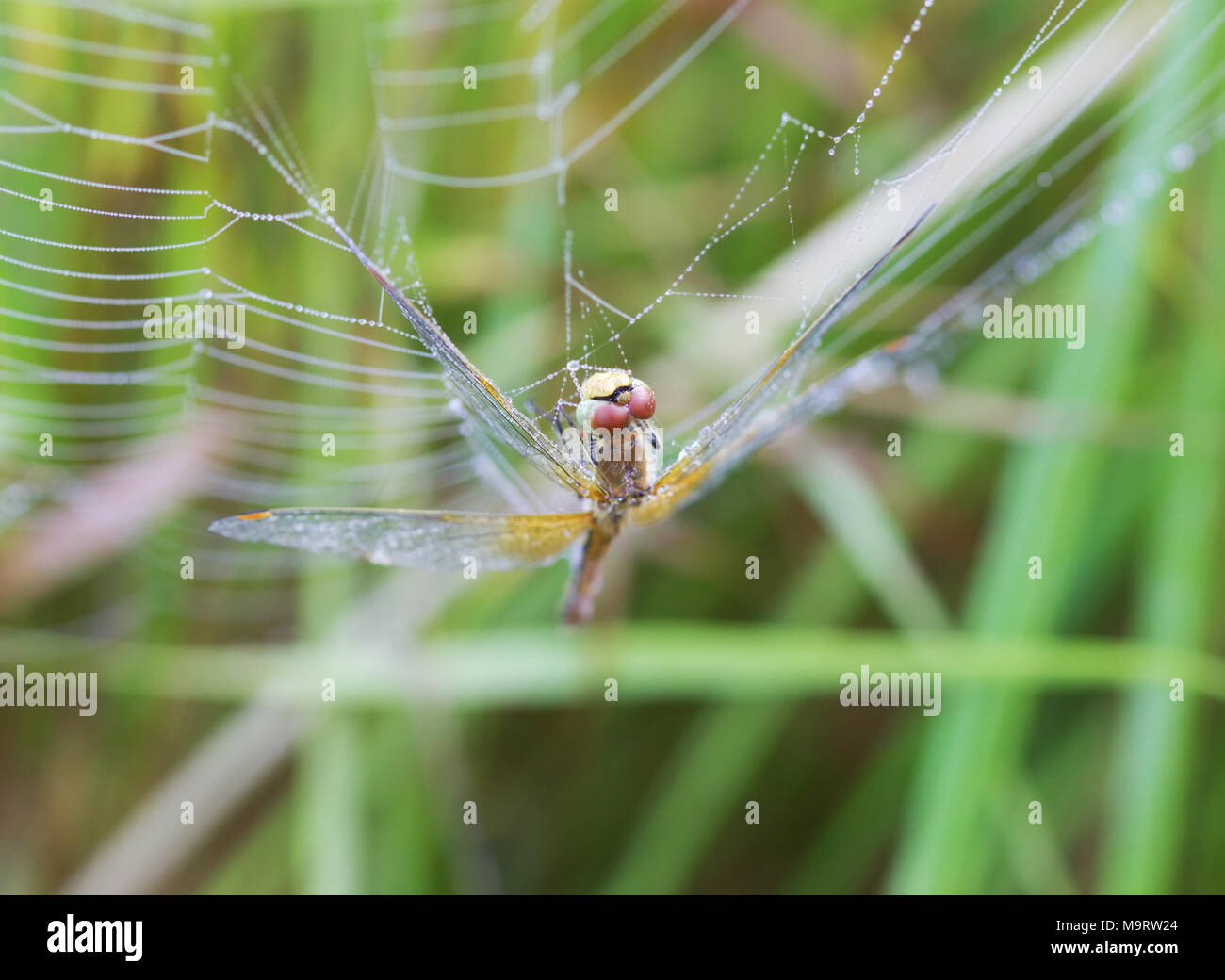 Insect stuck in spider web hi-res stock photography and images - Alamy