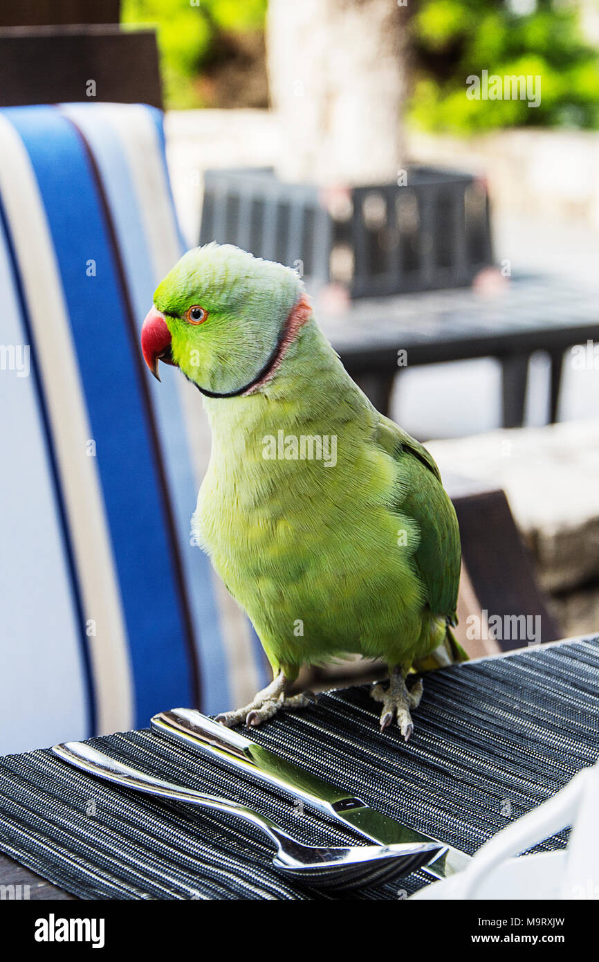 Almyra Hotel Paphos Cyprus Stock Photo - Alamy