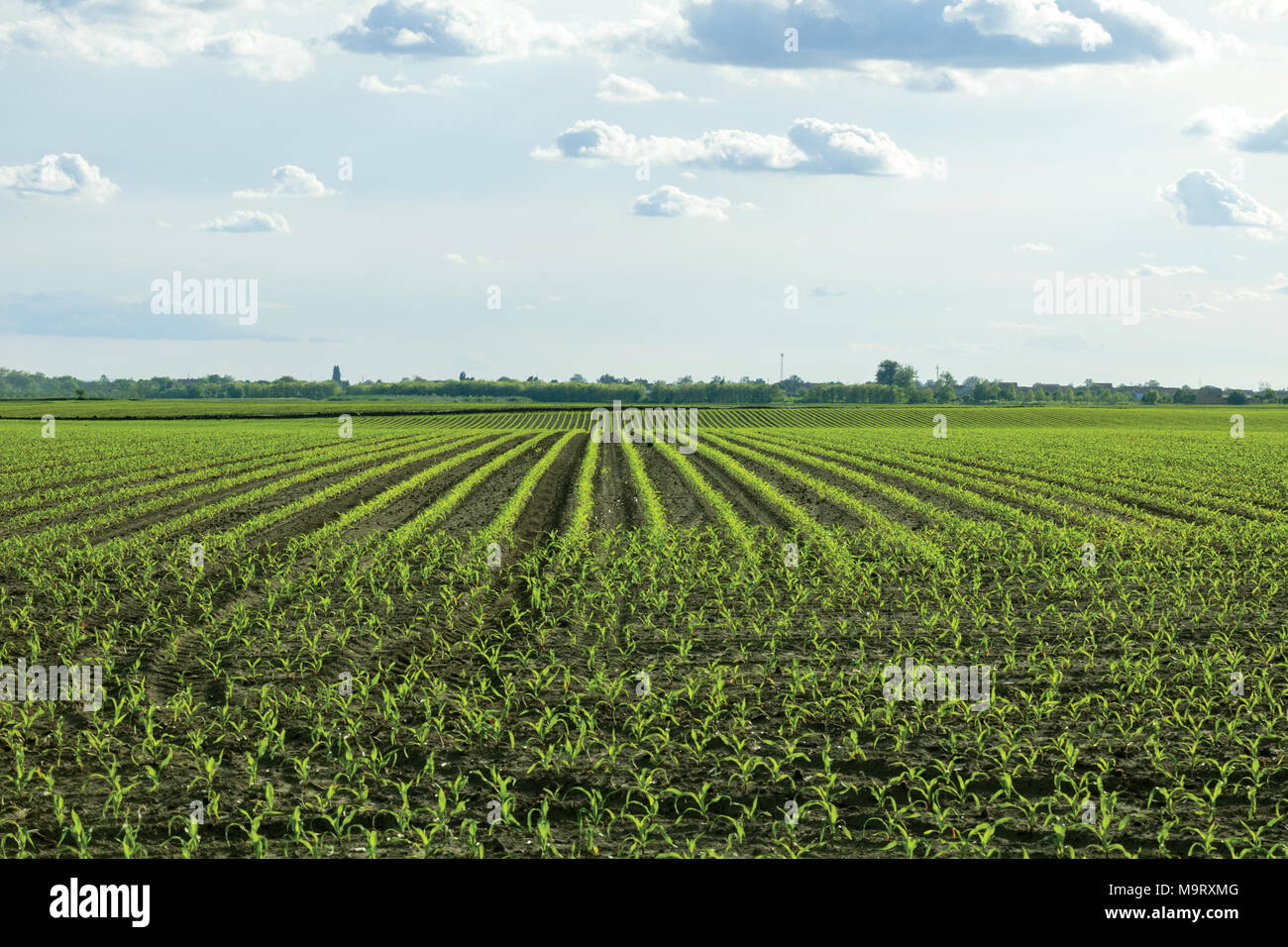 ploughed field ready for crops Stock Photo - Alamy