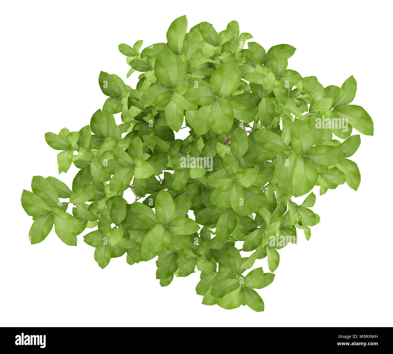 top view of apple tree isolated on white background. 3d illustration ...
