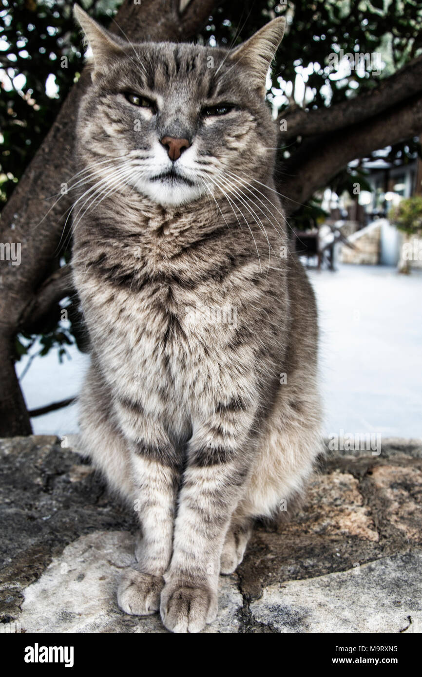 Cats of Paphos Cyprus Stock Photo - Alamy