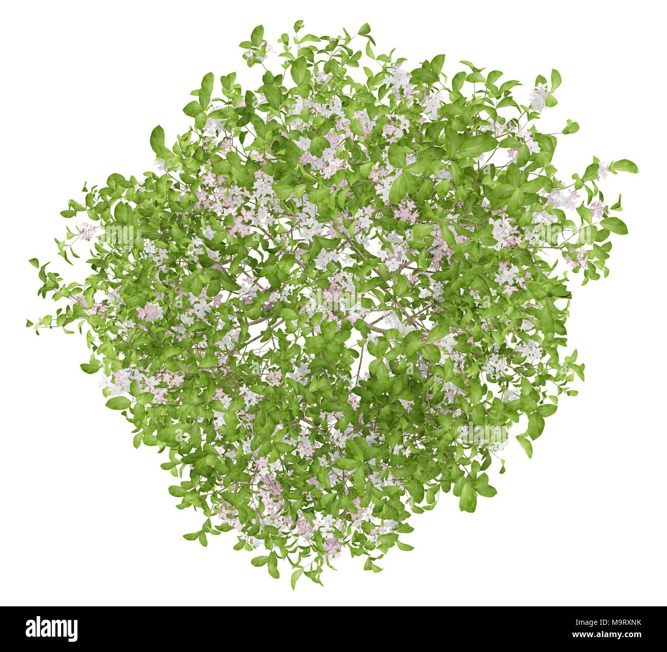 top view of flowering apple tree isolated on white background. 3d ...