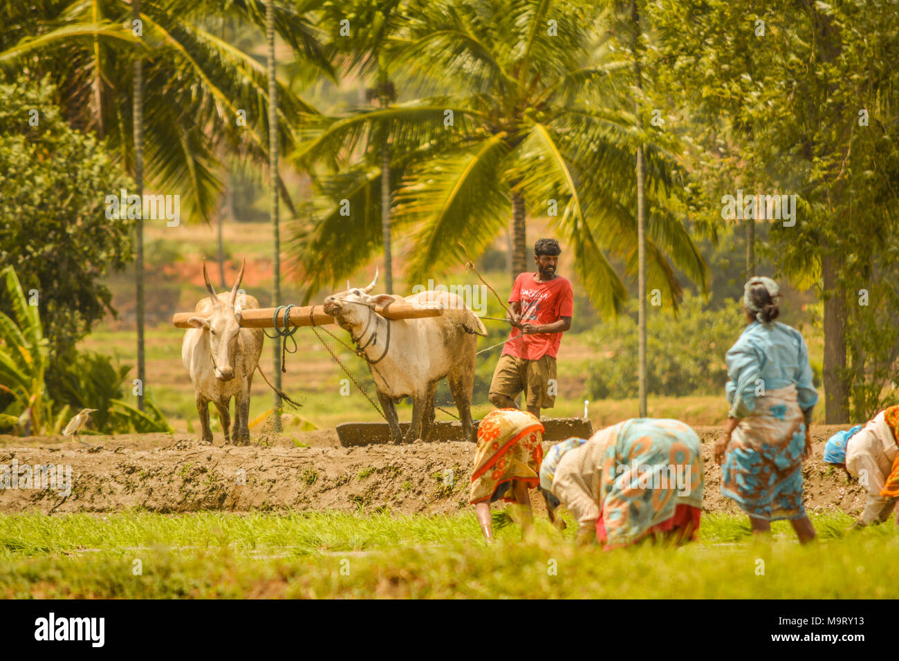 Farmer ploughing field bullocks hi-res stock photography and images - Alamy