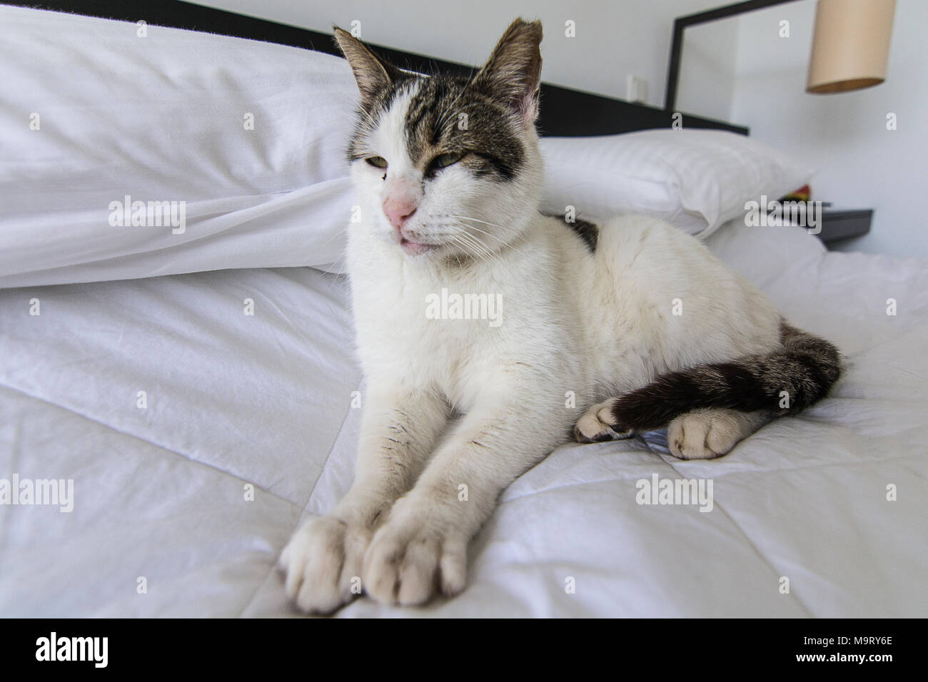 Cats of Paphos Cyprus Stock Photo - Alamy