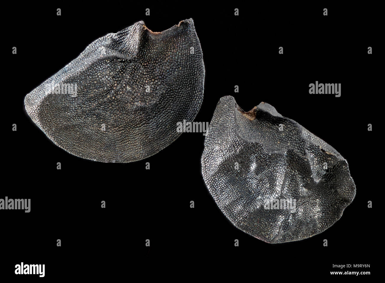 Allium cepa flower hi-res stock photography and images - Alamy