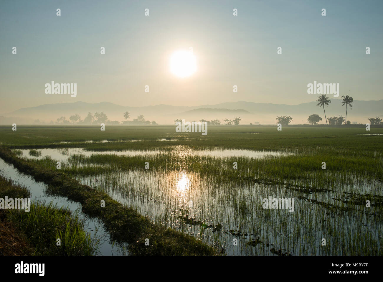 Rice paddy field, Kota Belud, Sabah, Malaysia, Borneo Stock Photo - Alamy