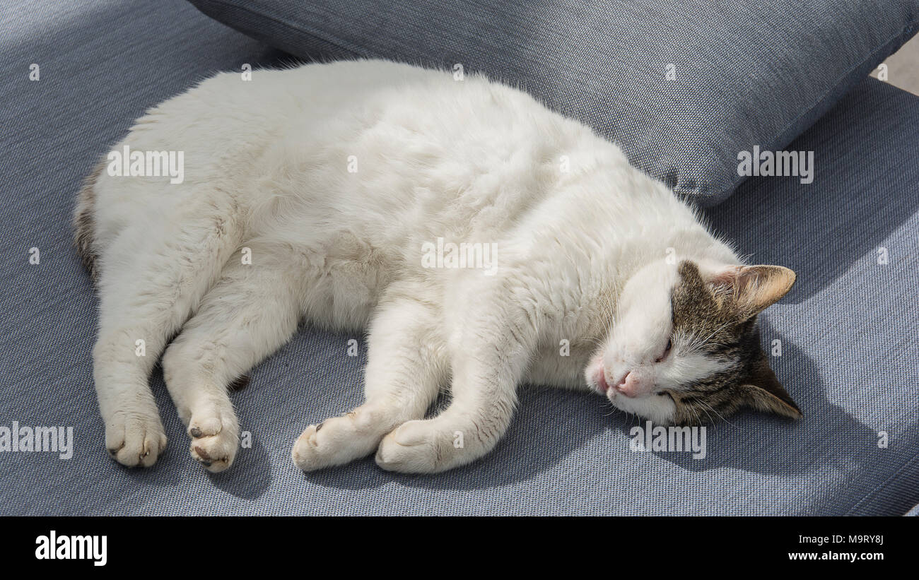 Cats of Paphos Cyprus Stock Photo - Alamy