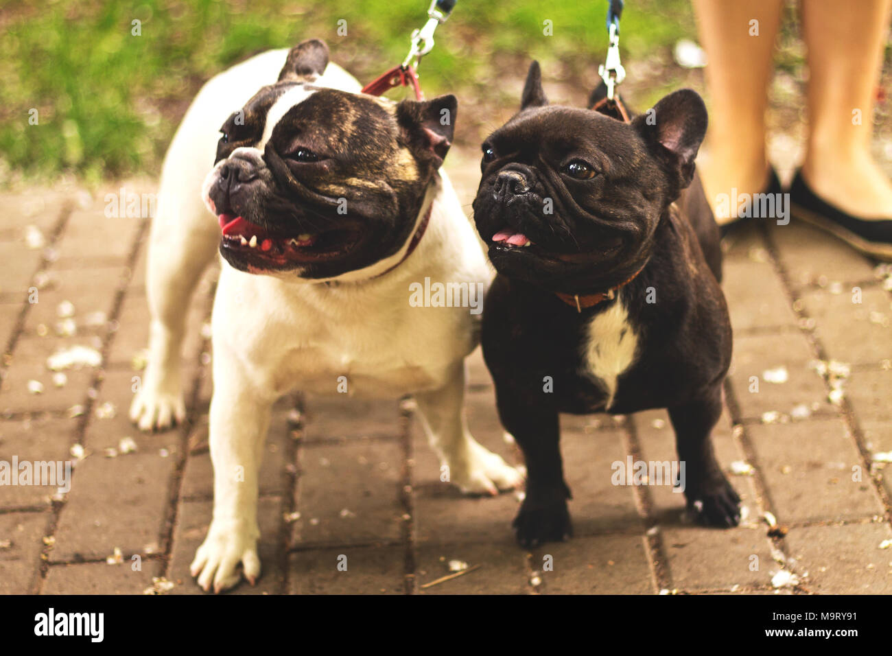 Latin_americans hi-res stock photography and images - Alamy