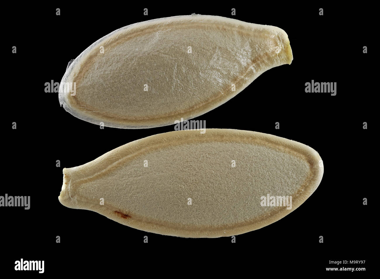 Cucurbita seed hi-res stock photography and images - Alamy