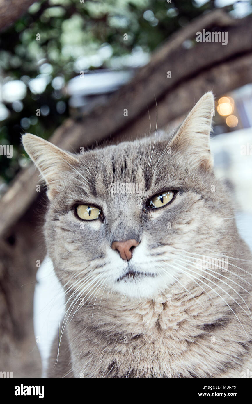 Cats of Paphos Cyprus Stock Photo - Alamy