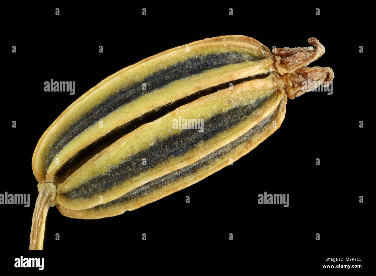 Fennel Seed Plant High Resolution Stock Photography and Images - Alamy