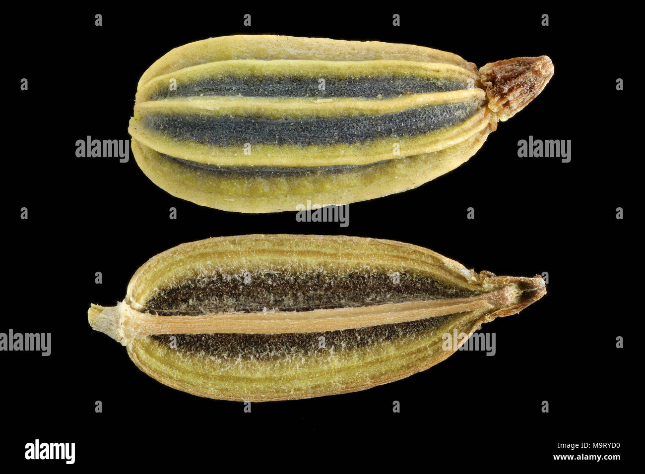 Fennel plant seeds hi-res stock photography and images - Alamy