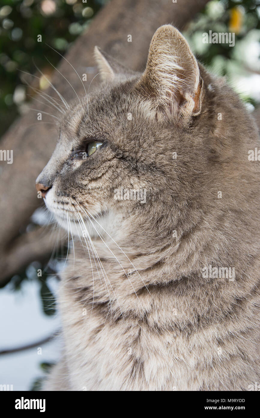 Cats of Paphos Cyprus Stock Photo - Alamy
