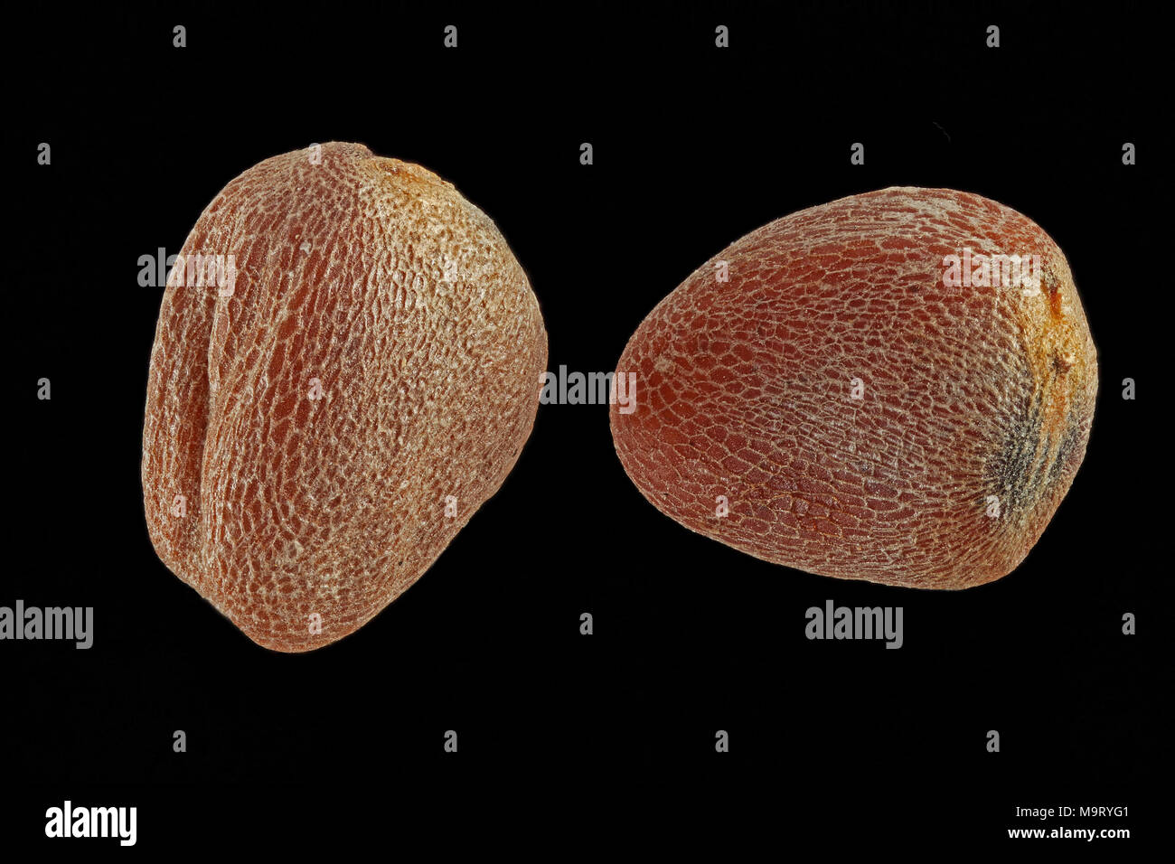 Raphanus Sativus Stock Photos & Raphanus Sativus Stock Images - Alamy