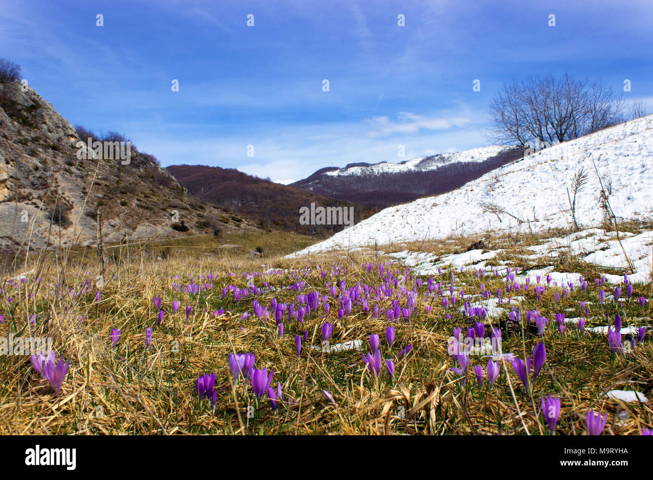 Crocus bulb, first spring flower after snow Stock Photo - Alamy