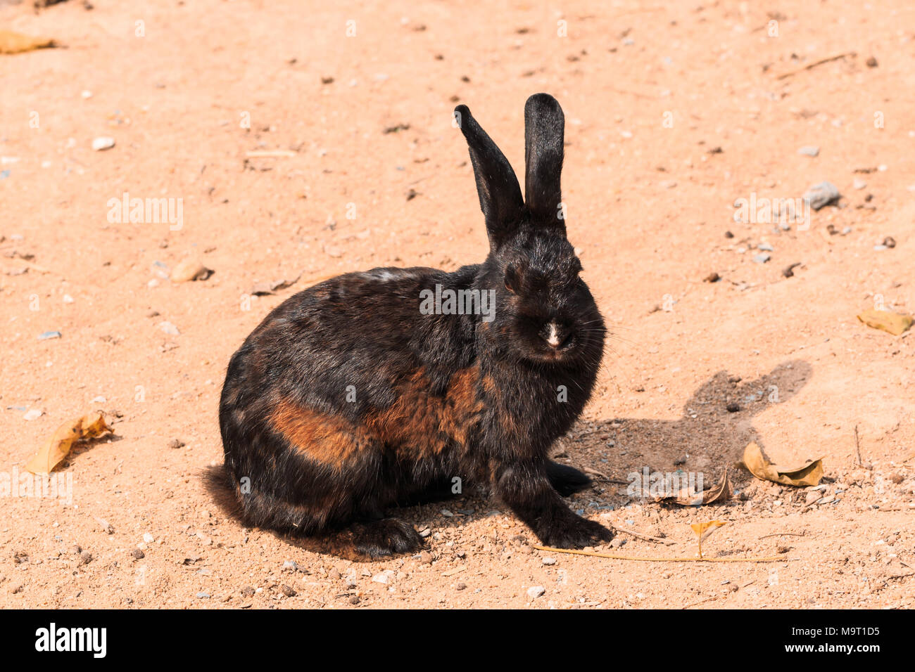 Rabbit on ground hi-res stock photography and images - Alamy