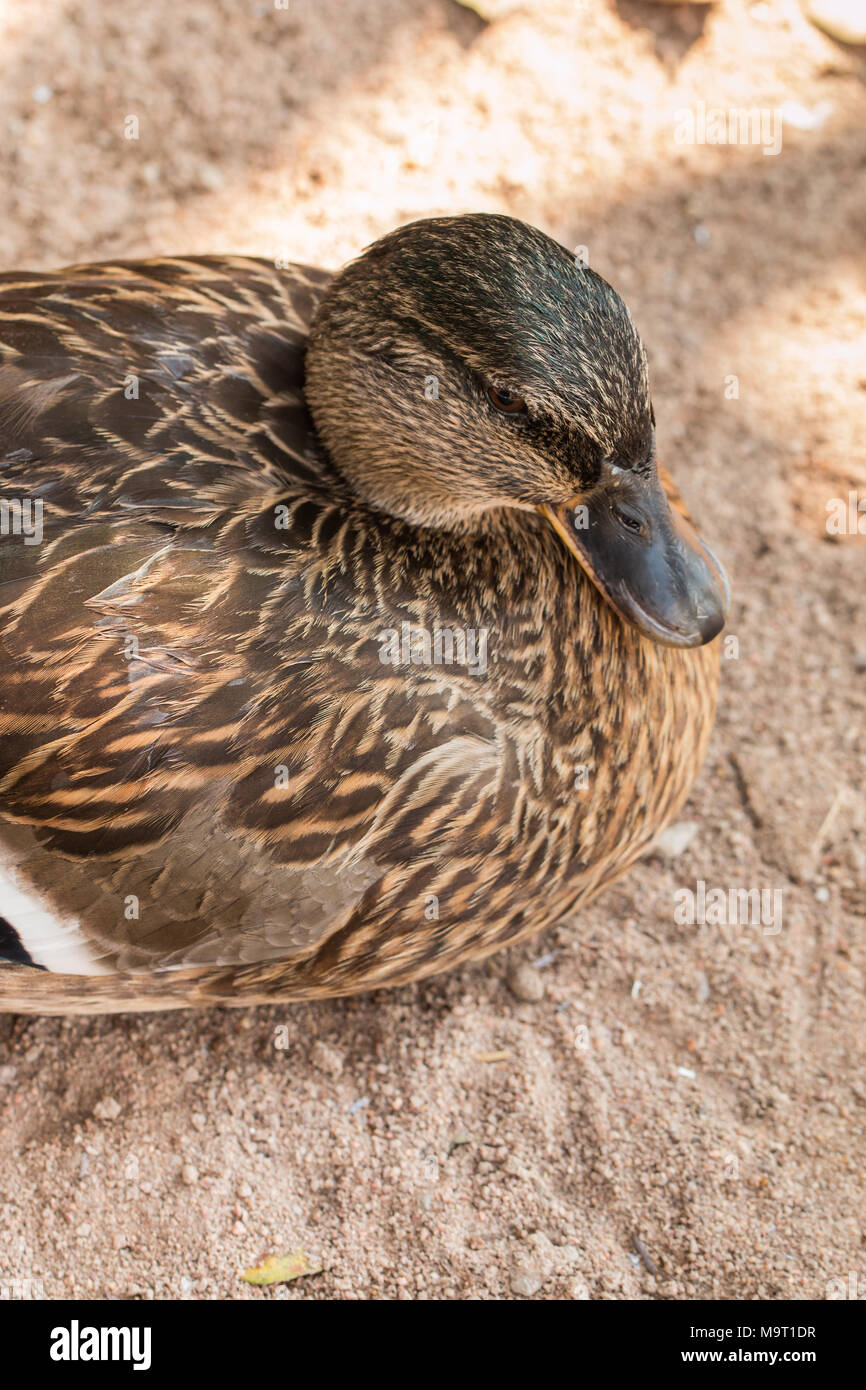 Mallard duck laying down hi-res stock photography and images - Alamy