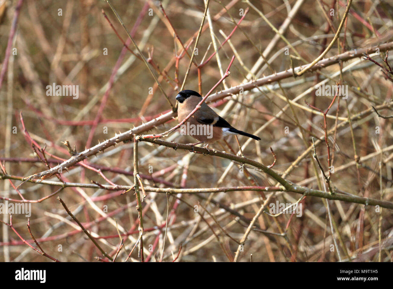 Adult female Bullfinch, Pyrrhula pyrrhula in brambles hedgerow, England ...